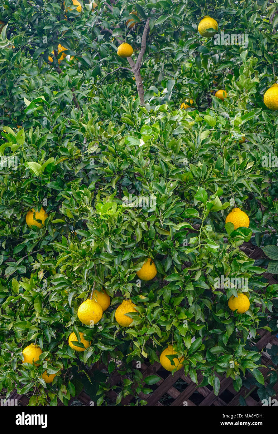 Orange trees with fruits at garden in Kyoto, Japan Stock Photo - Alamy
