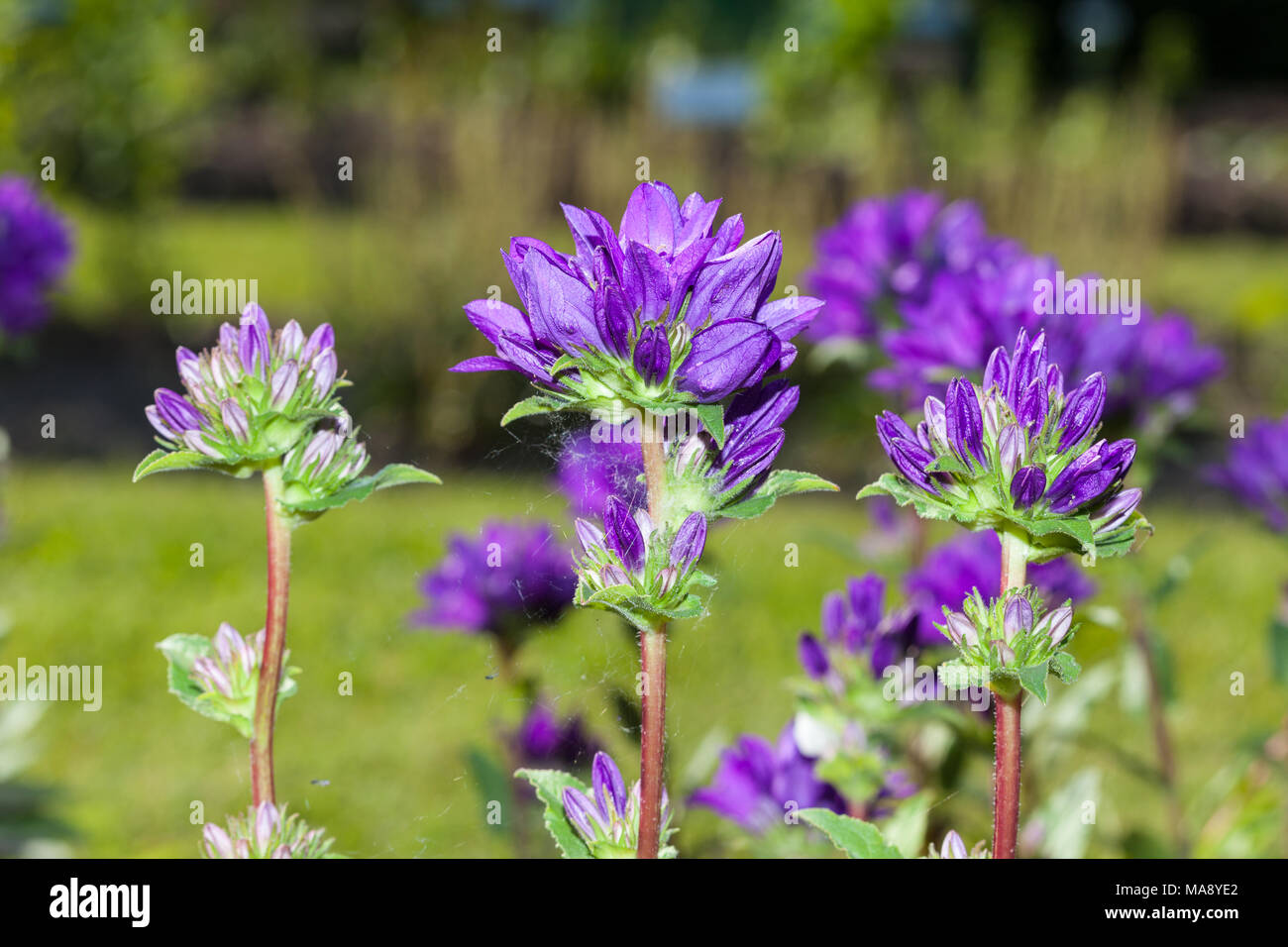 Clustered Bellflower, Toppklocka (Campanula glomerata Stock Photo - Alamy