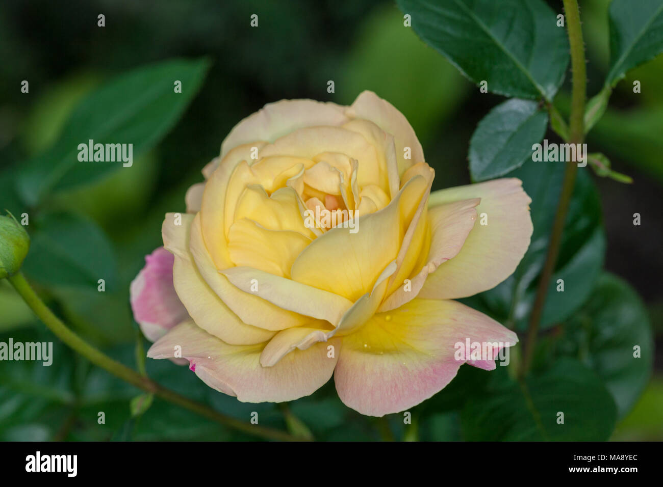 Peace tea rose hi-res stock photography and images - Alamy