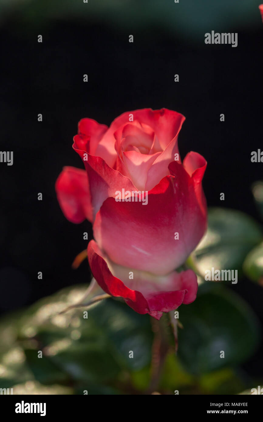 'Givenchy' Hybrid Tea Rose, Tehybridros (Rosa Stock Photo - Alamy