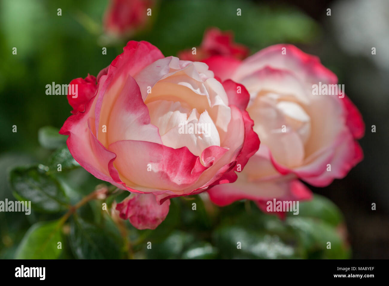 'Givenchy' Hybrid Tea Rose, Tehybridros (Rosa Stock Photo - Alamy