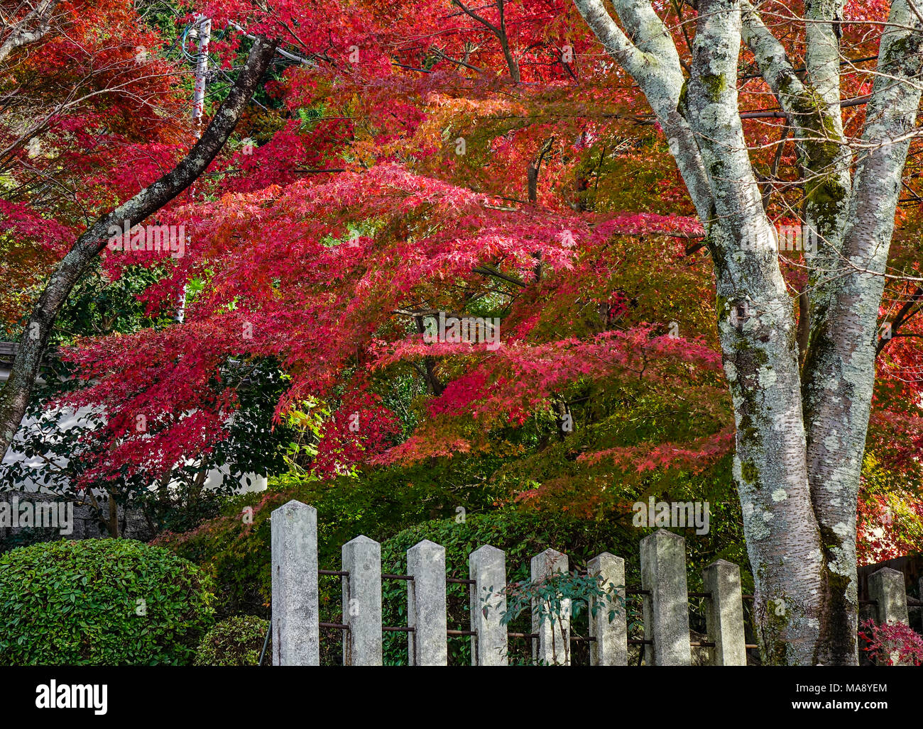 Maple trees with colorful leaves at autumn garden in Osaka, Japan Stock ...