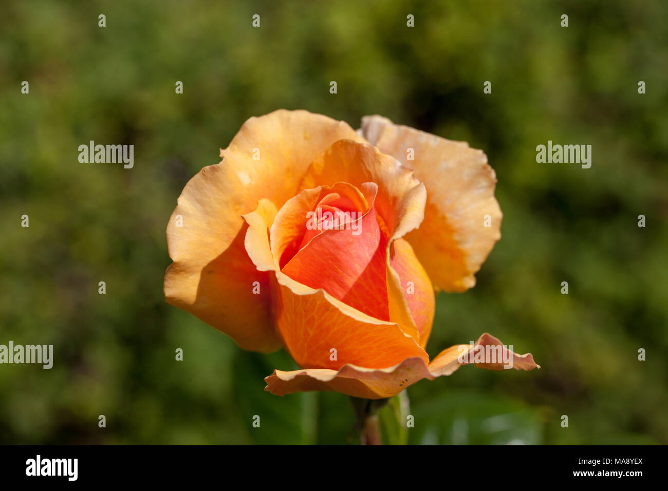 Hybrid tea ashram hi-res stock photography and images - Alamy