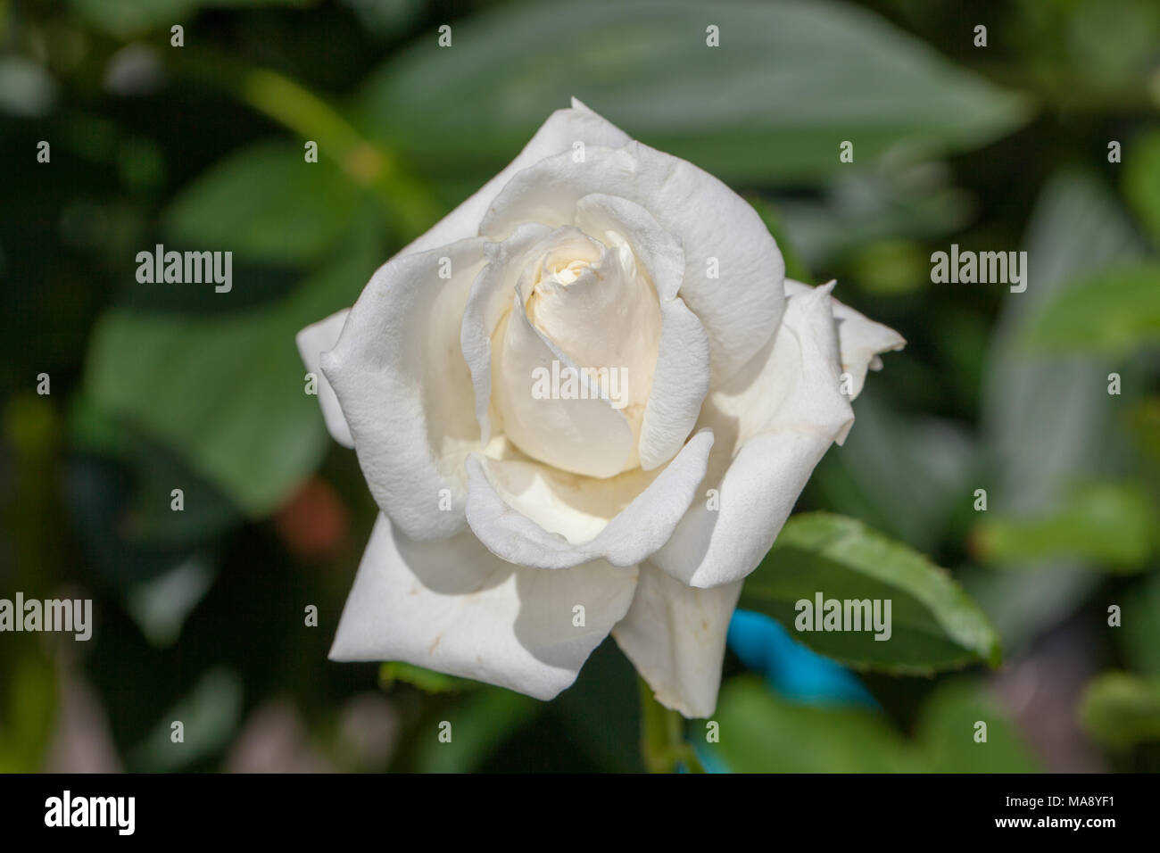 Pascali Rose High Resolution Stock Photography and Images - Alamy