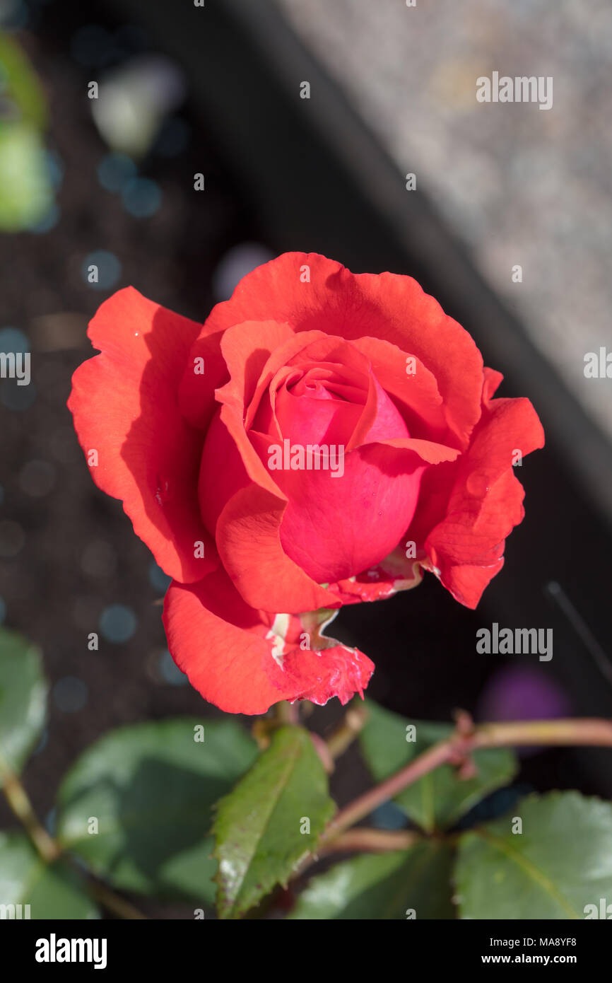 'Fragrant Cloud' Hybrid Tea Rose, Tehybridros (Rosa Stock Photo - Alamy