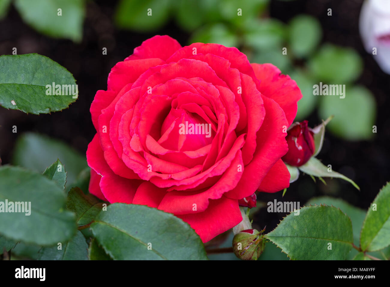 'Fragrant Cloud' Hybrid Tea Rose, Tehybridros (Rosa Stock Photo - Alamy