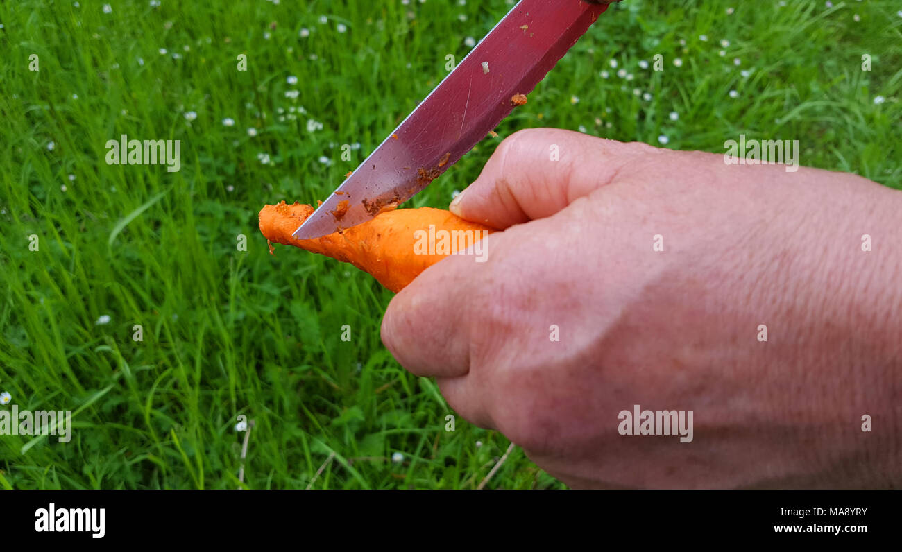 Clean carrot with knife Stock Photo - Alamy