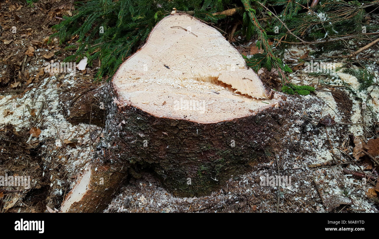 Spruce tree forestry exploitation Stock Photo - Alamy