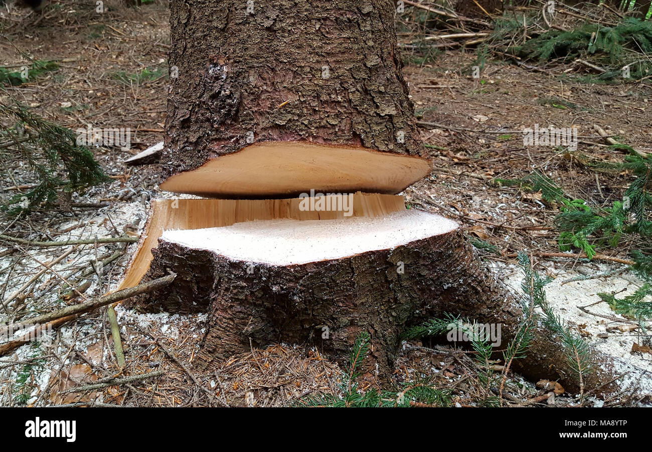 Spruce tree forestry exploitation Stock Photo - Alamy