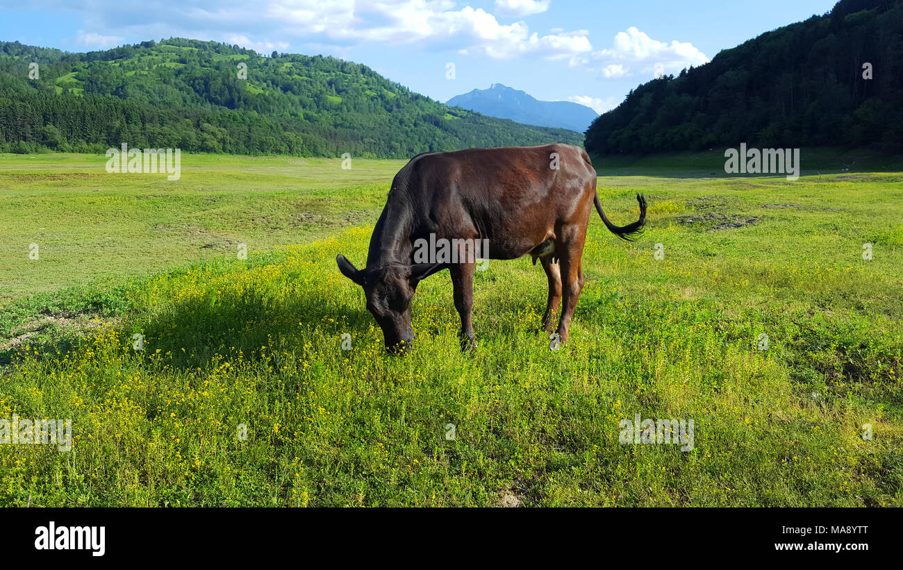 Group bull cow grazing hi-res stock photography and images - Alamy