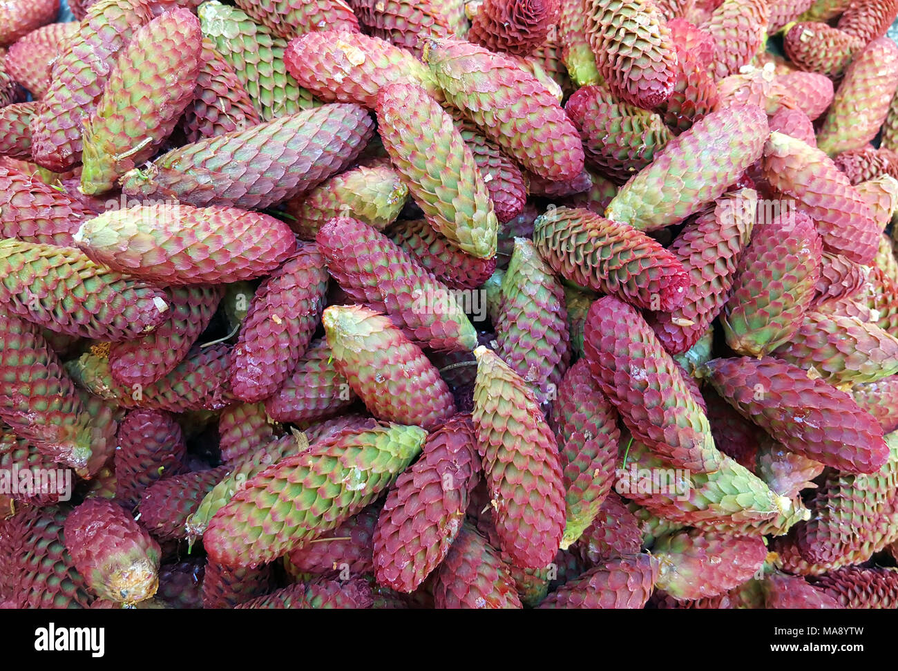Red spruce pine cone hi-res stock photography and images - Alamy