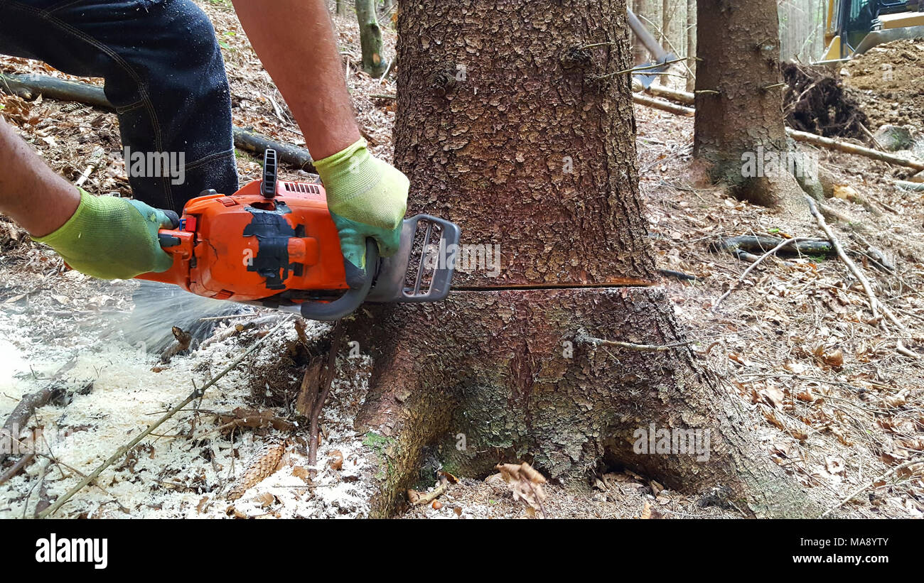 Man cuts pine log hi-res stock photography and images - Alamy