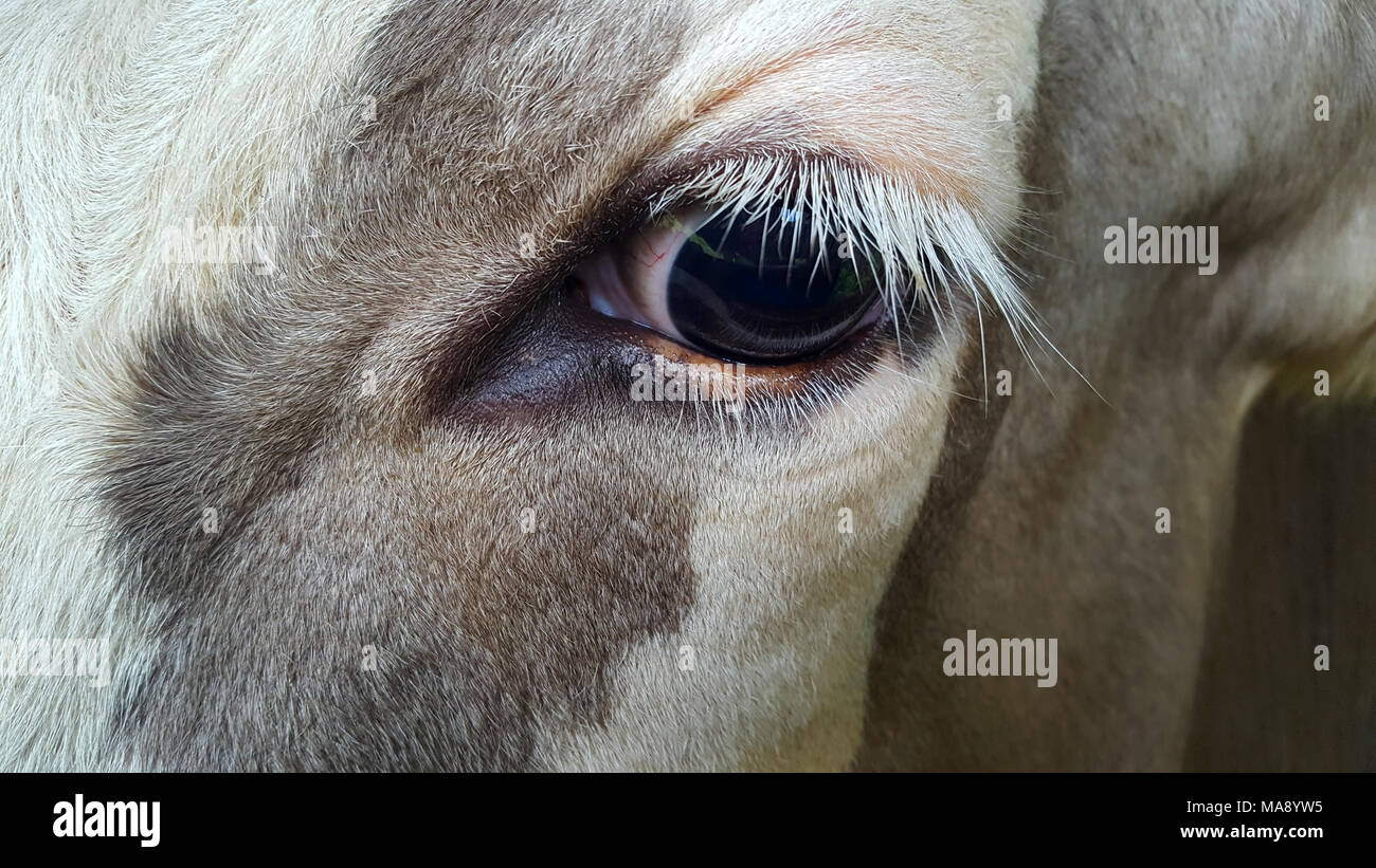 Cow eye reflection hi-res stock photography and images - Alamy