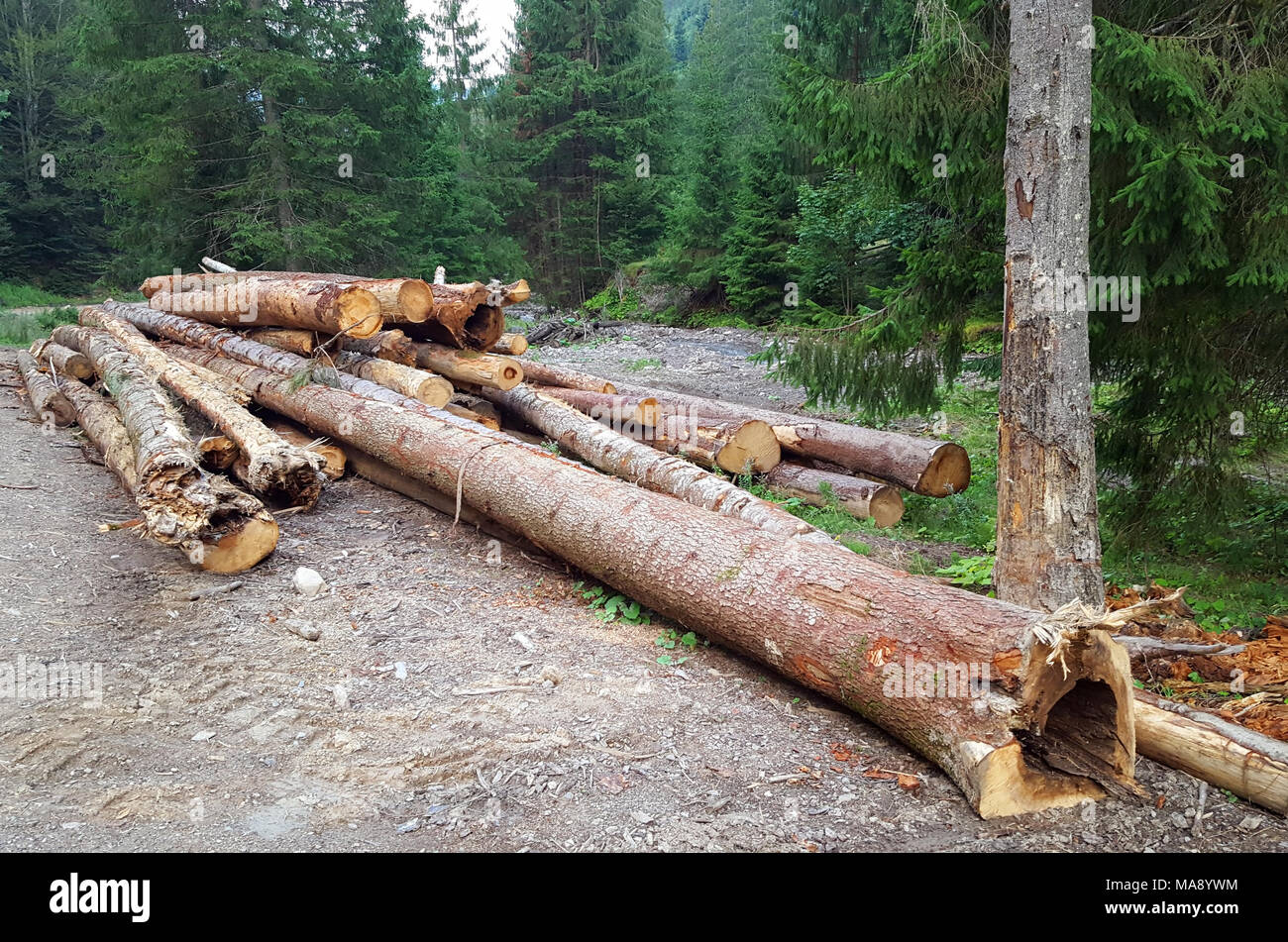 Forestry exploitation hi-res stock photography and images - Alamy