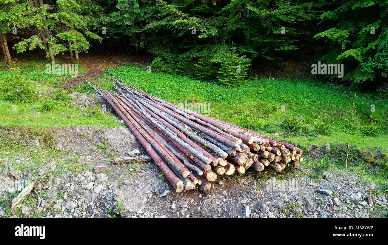 Forestry exploitation hi-res stock photography and images - Alamy