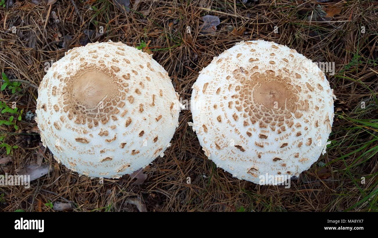 Mushroom cut in half hi-res stock photography and images - Alamy