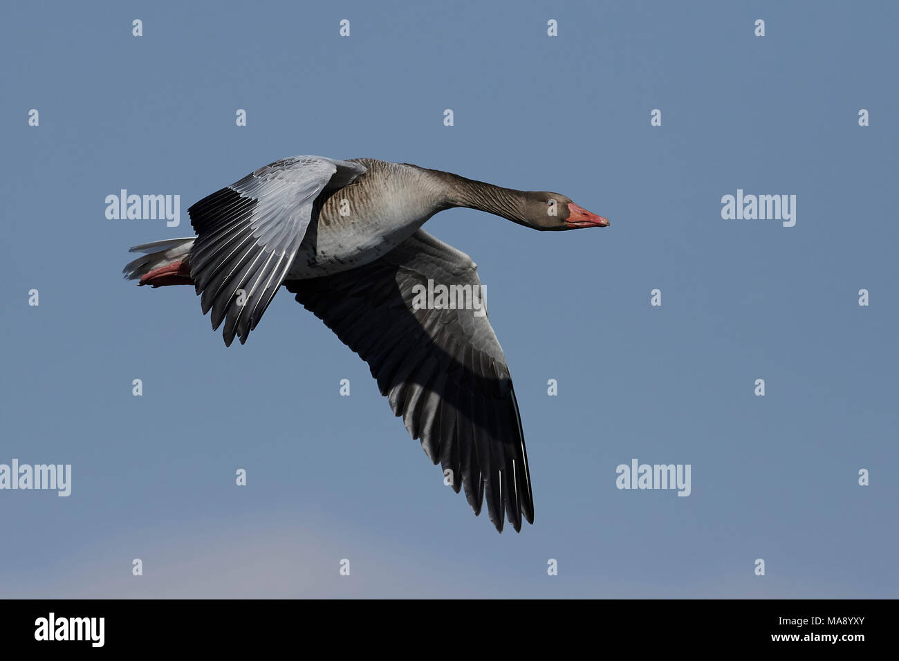 Greylag goose in flight in its habitat in Denmark Stock Photo - Alamy