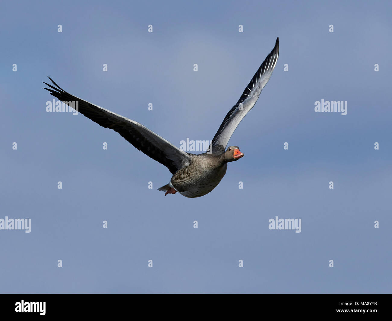 Greylag goose in flight in its habitat in Denmark Stock Photo - Alamy