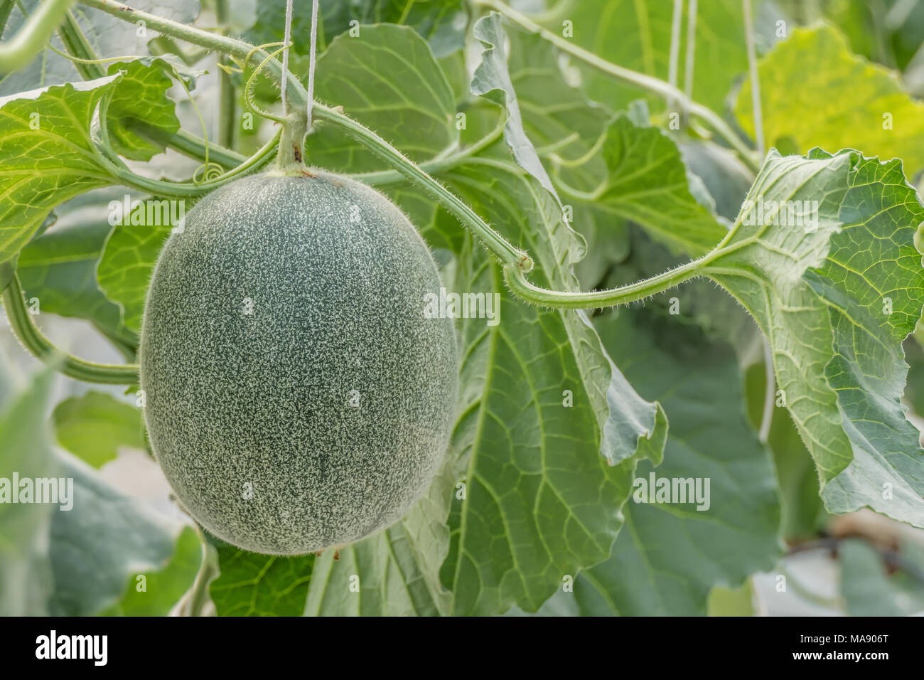 Melon plants hi-res stock photography and images - Alamy