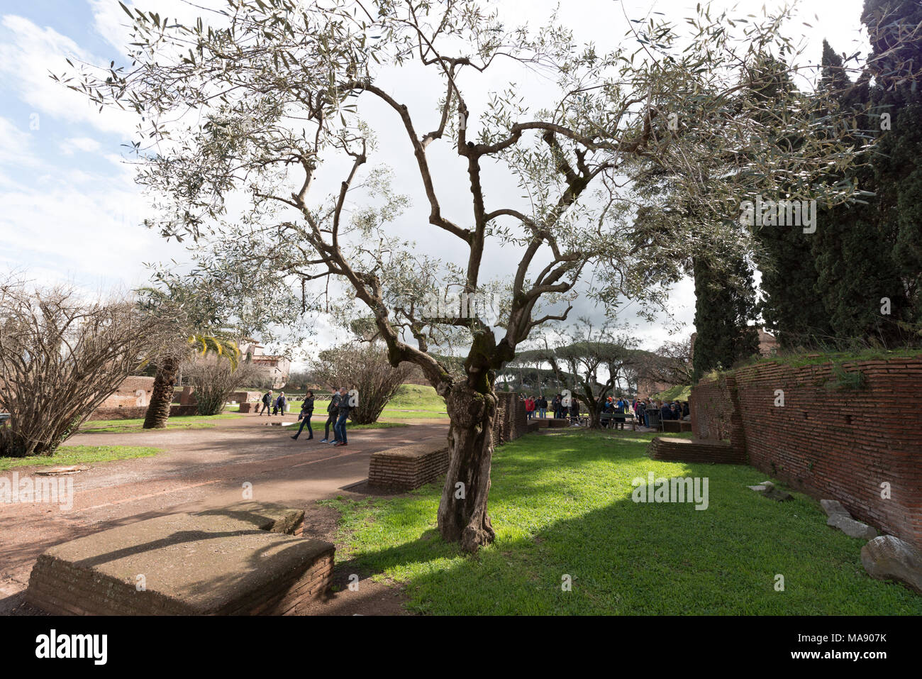 ROME, ITALY, MARCH 07, 2018: Horizontal picture of beautiful tree and ...