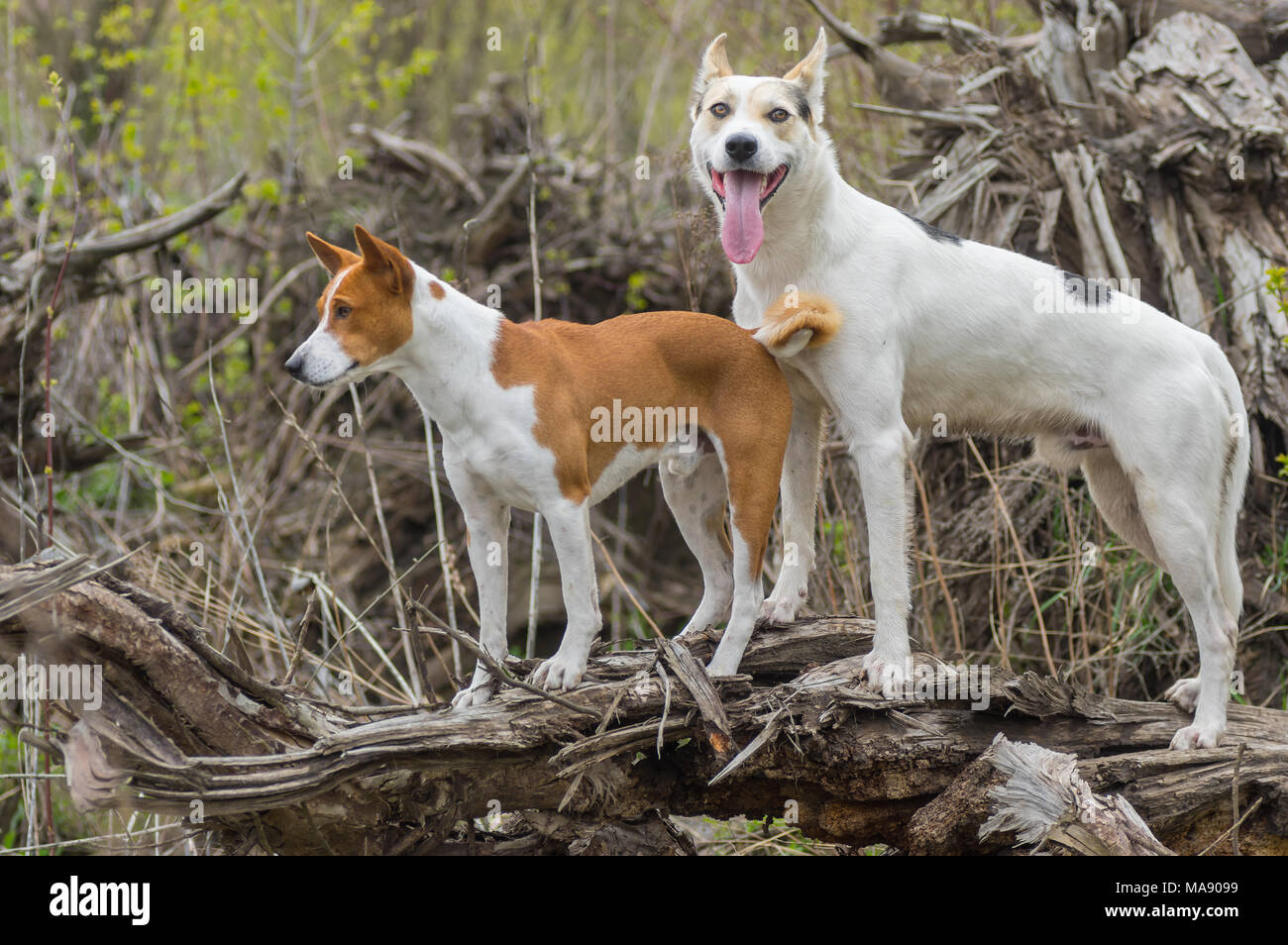 How Do Basenji Hunt