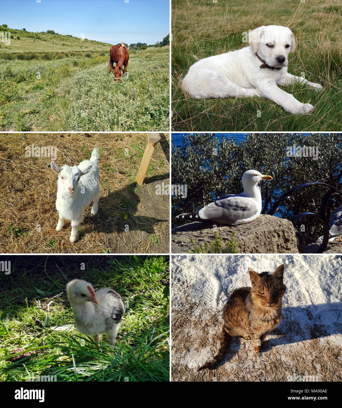 Set of animals Stock Photo - Alamy