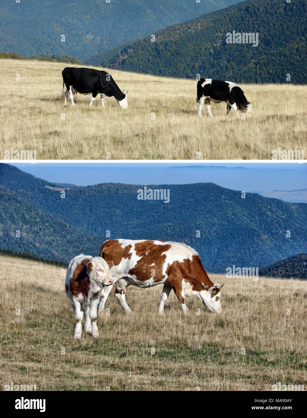 Set of cows Stock Photo - Alamy