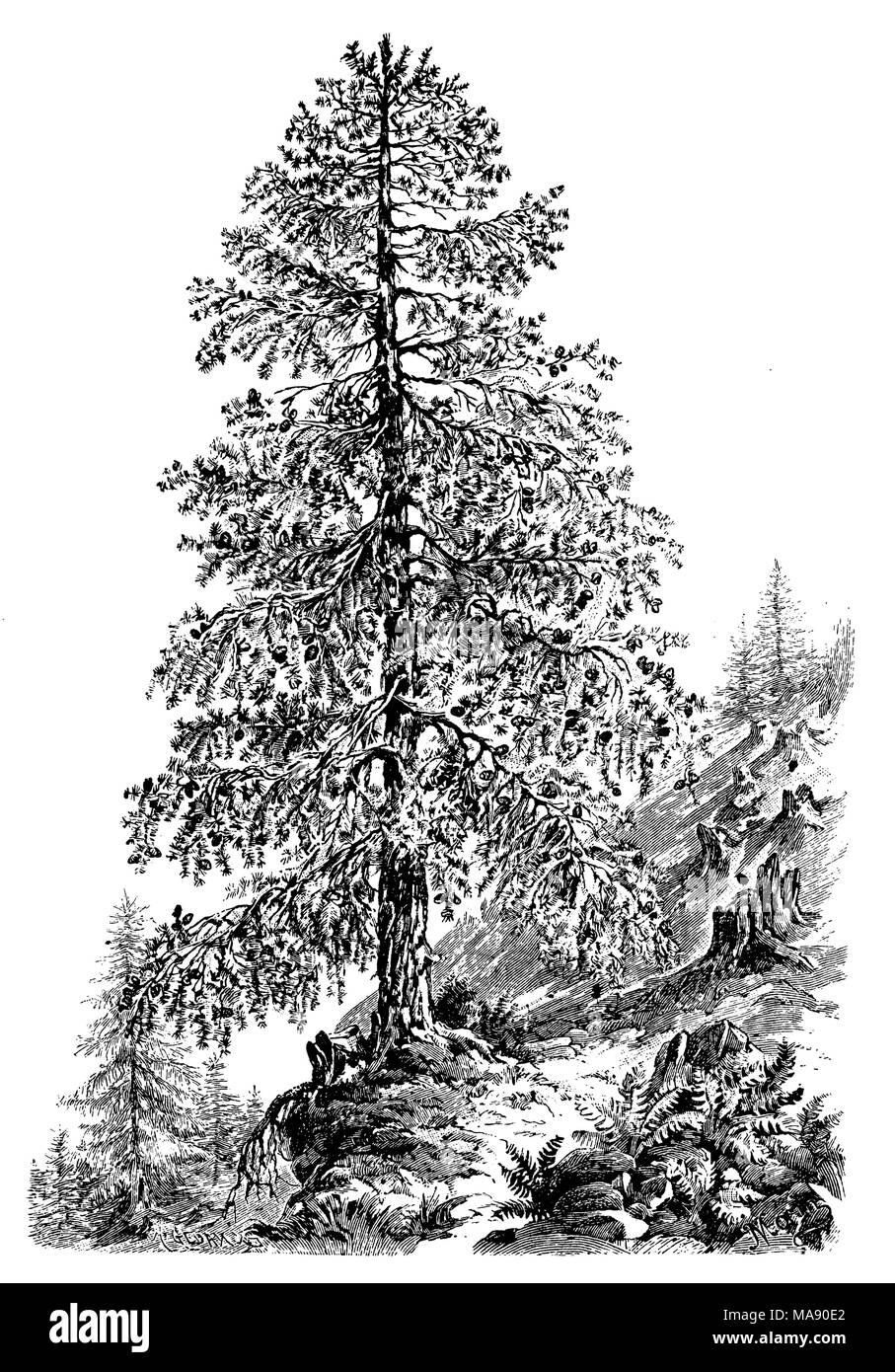 Old european larch Cut Out Stock Images & Pictures - Alamy