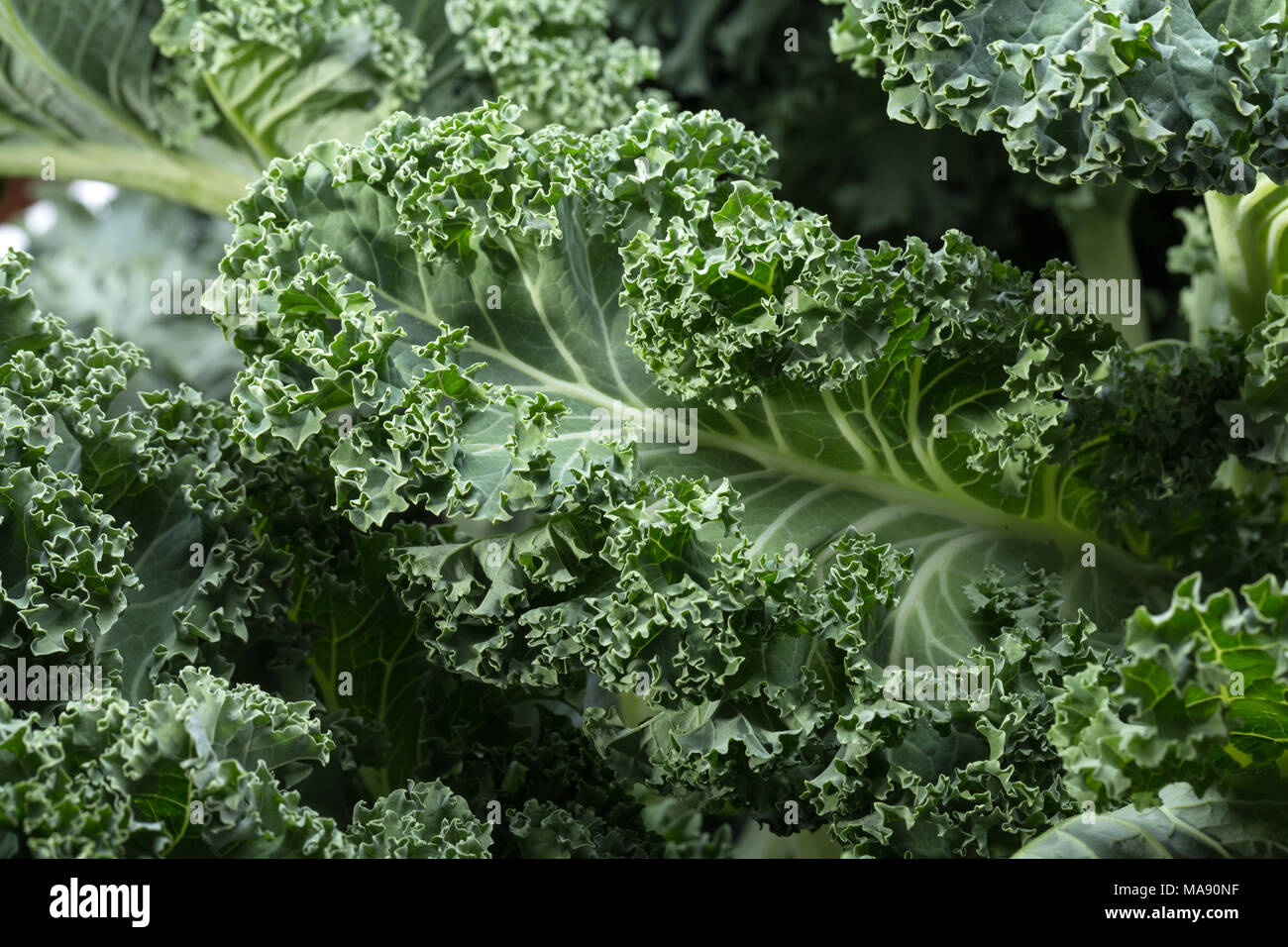 A healthy fresh curly kale Stock Photo - Alamy