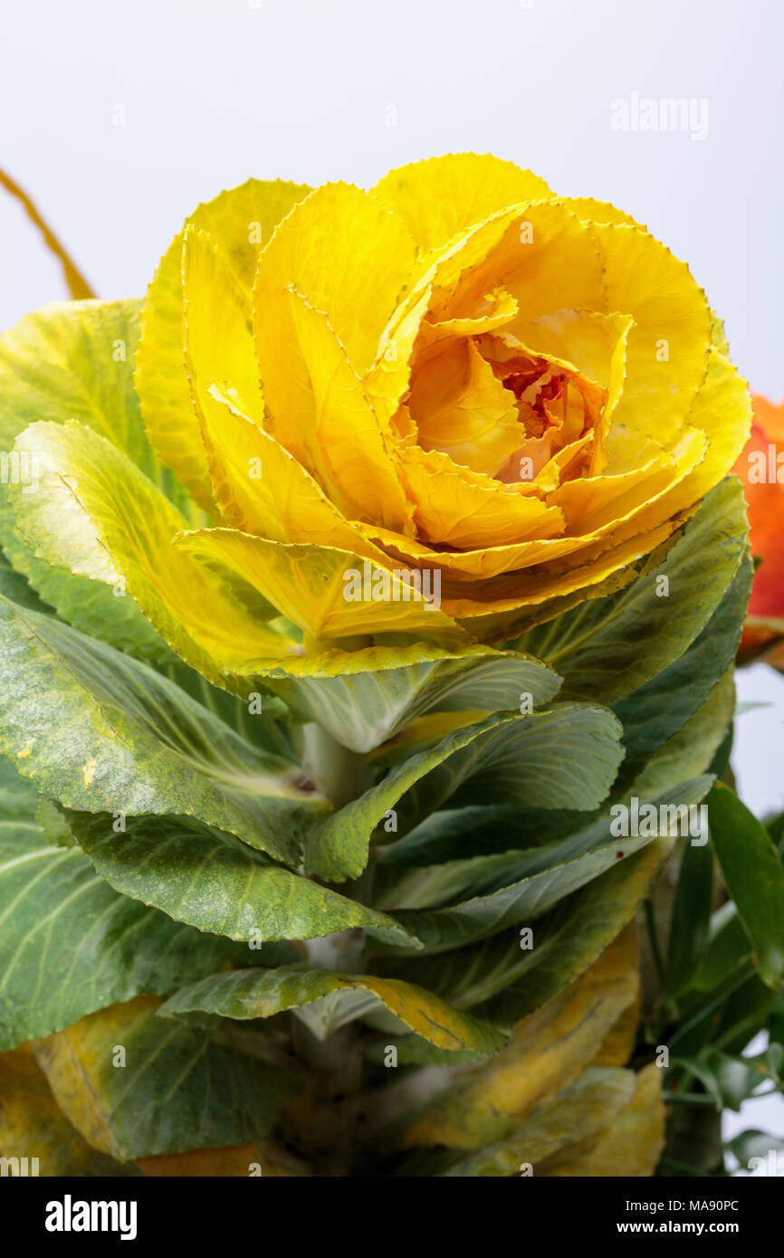 Ornamental kale with yellow, orange, and green leaves (Brassica ...