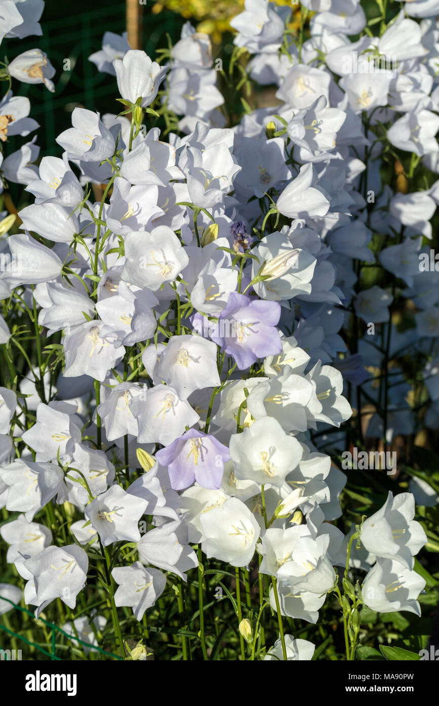 Canterbury Bells Flowers Pictures: Vibrant Blooms for Garden and Bouquets