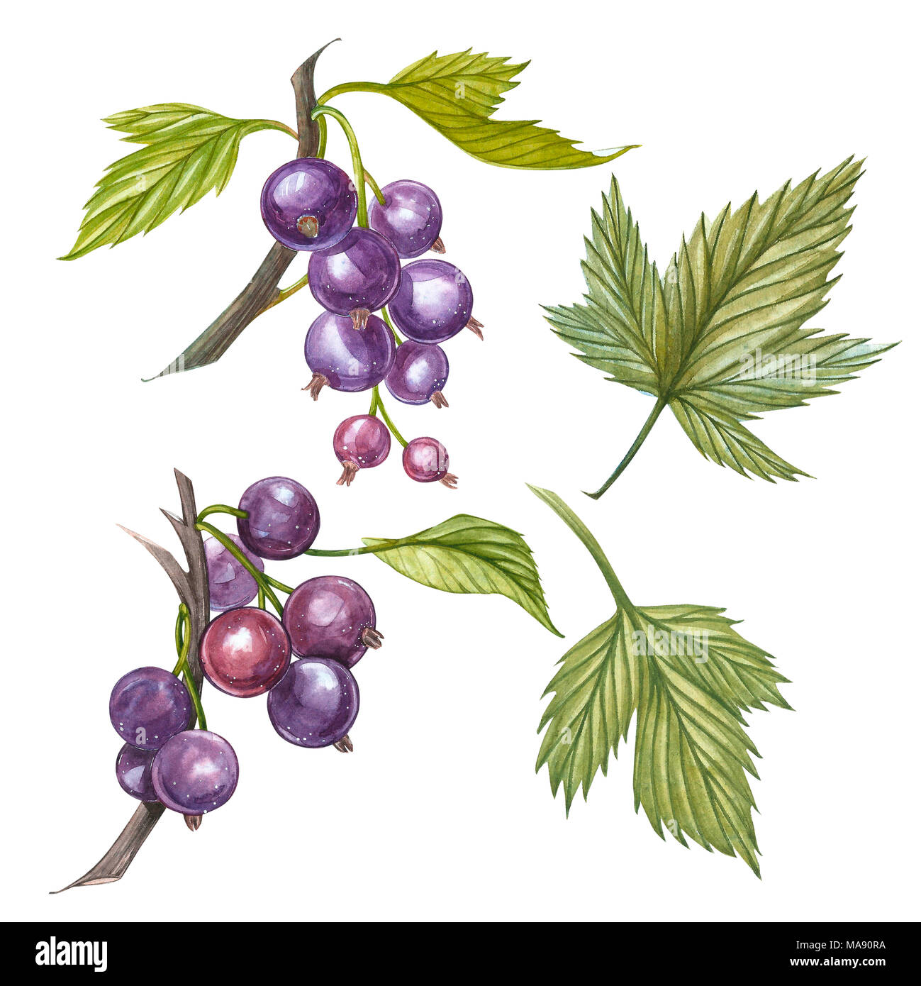 Blackcurrant with leaf isolated on white background. Hand-drawn ...