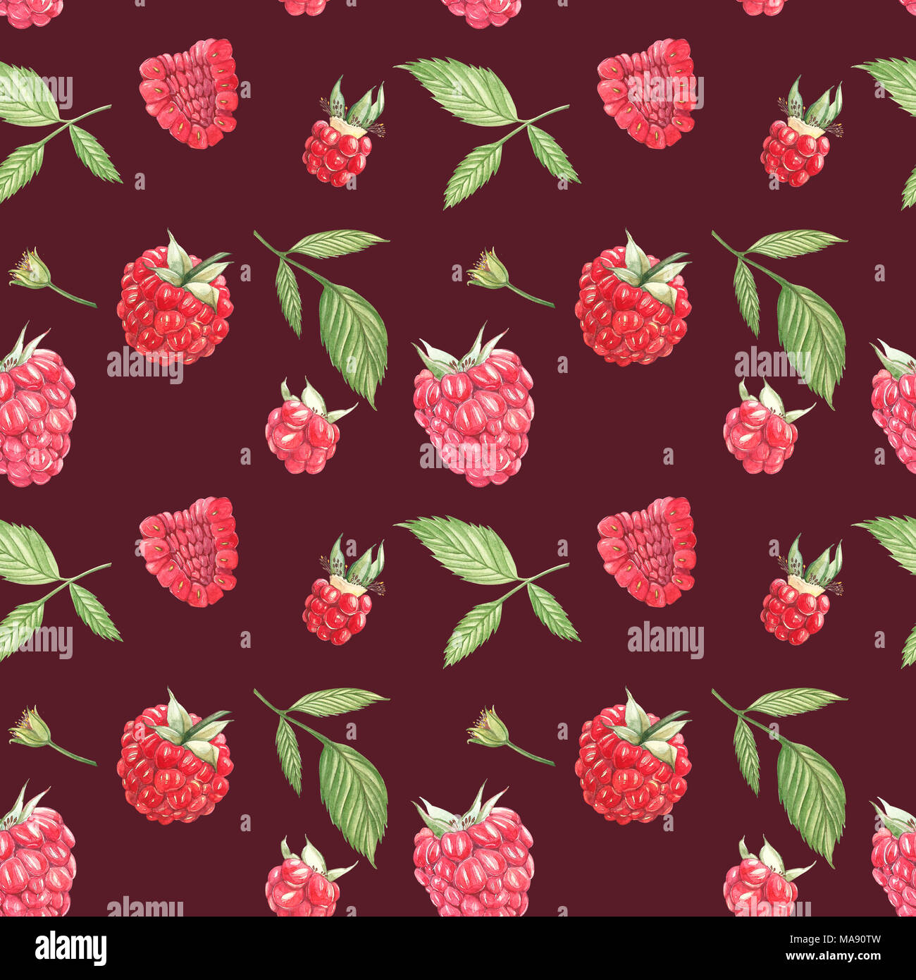 Hand drawn watercolor painting raspberry on white background. Botanical ...