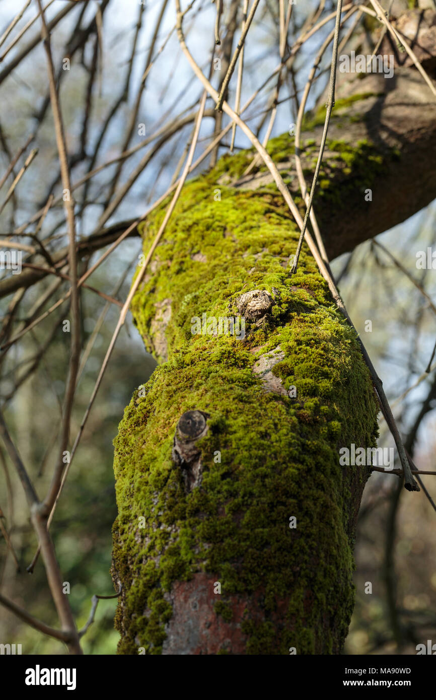the tree trunk covered with the moss Stock Photo - Alamy