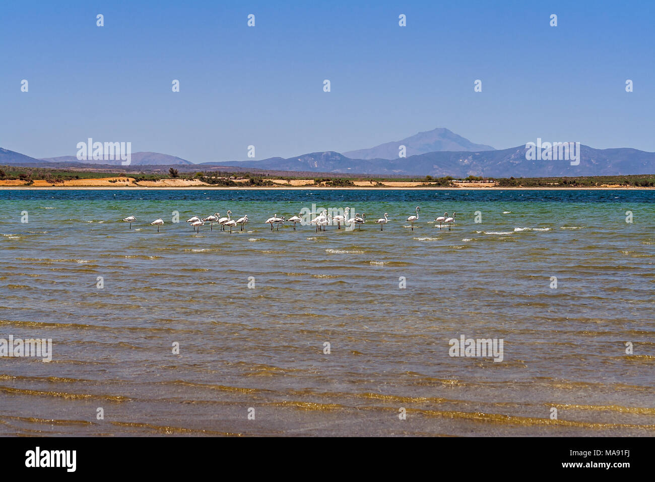 White flamingos on the Anony salted lake near Tolanaro (Fort-Dauphin ...