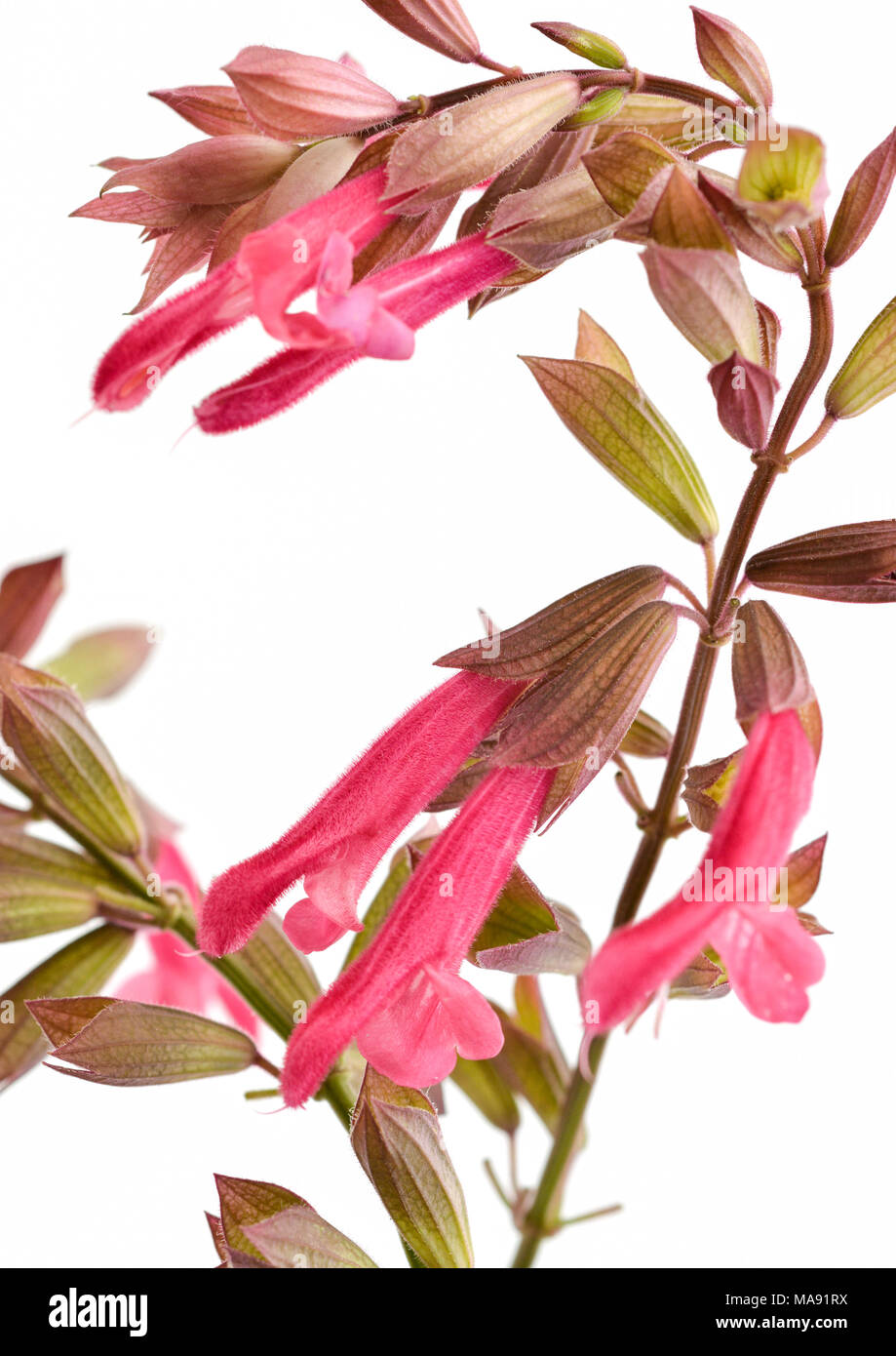Salvia wendys wish hi-res stock photography and images - Alamy