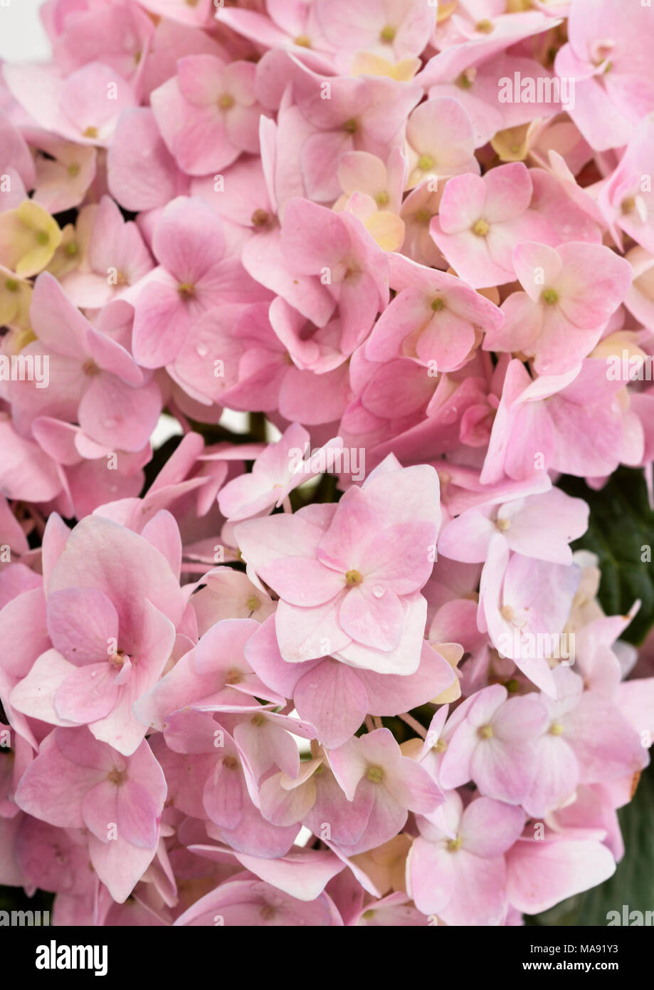 Hydrangea-Endless Summer Pink-3 Stock Photo - Alamy