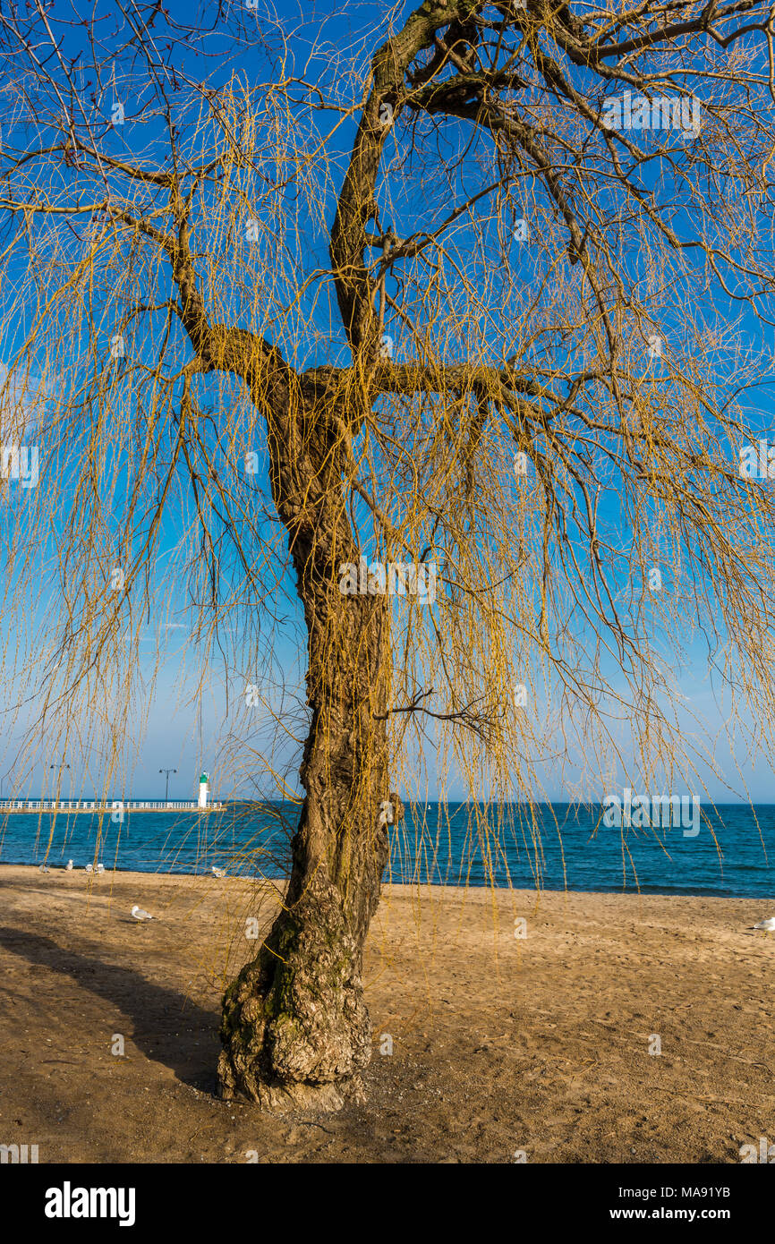 Winter scene of dry willow tree Stock Photo - Alamy