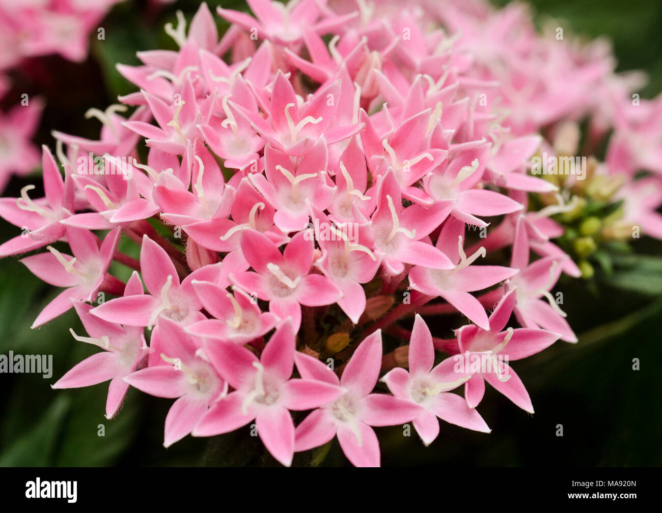 Pentas Stock Photos & Pentas Stock Images - Alamy