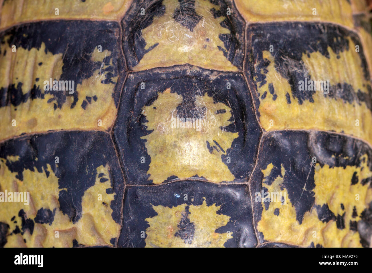 texture of a turtle shell, image of a Stock Photo - Alamy