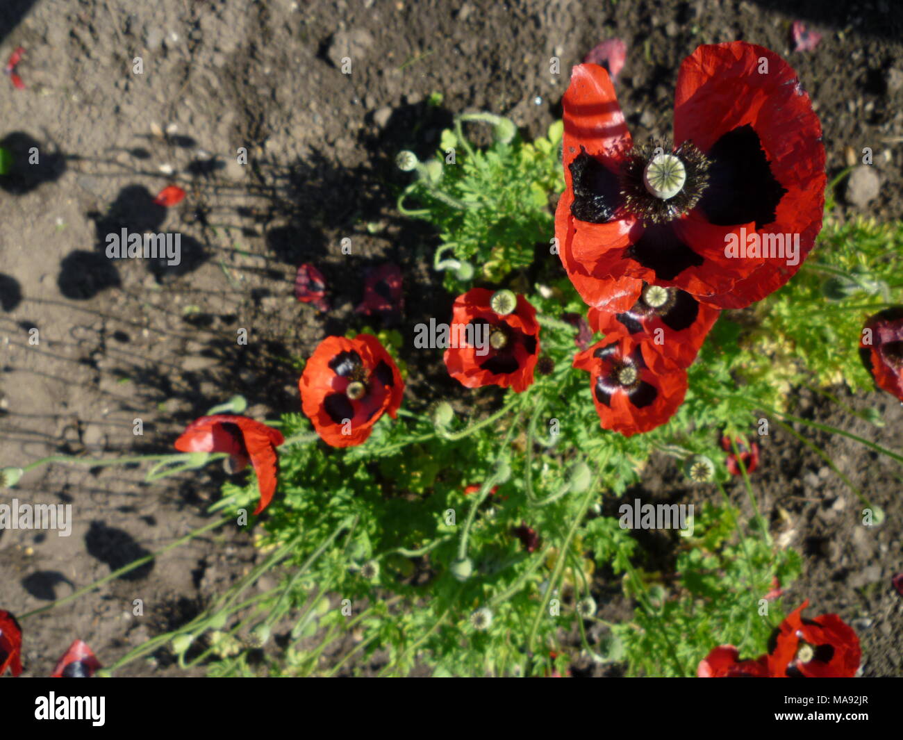 Scotland summer flora hi-res stock photography and images - Alamy