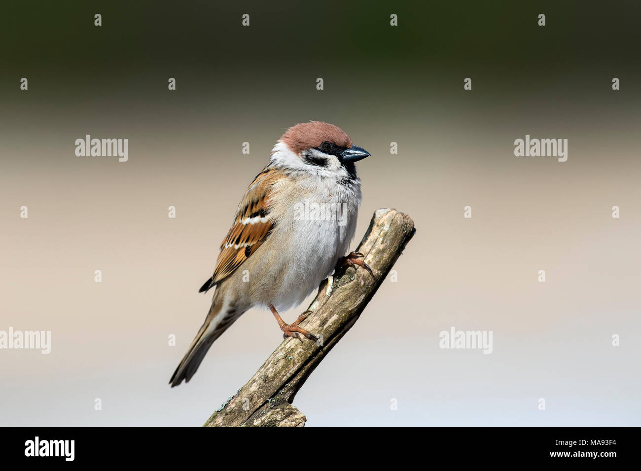 Eurasian tree sparrow portrait hi-res stock photography and images - Alamy