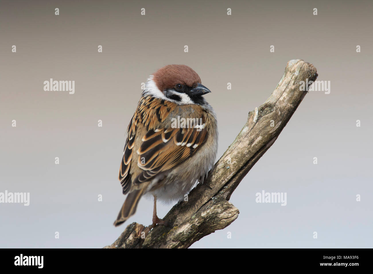 Eurasian tree sparrow portrait hi-res stock photography and images - Alamy