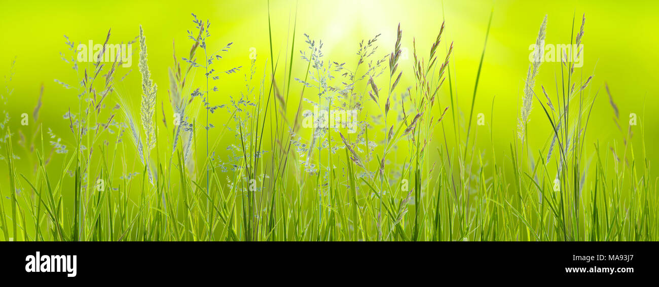 beautiful meadow in sunshine Stock Photo - Alamy