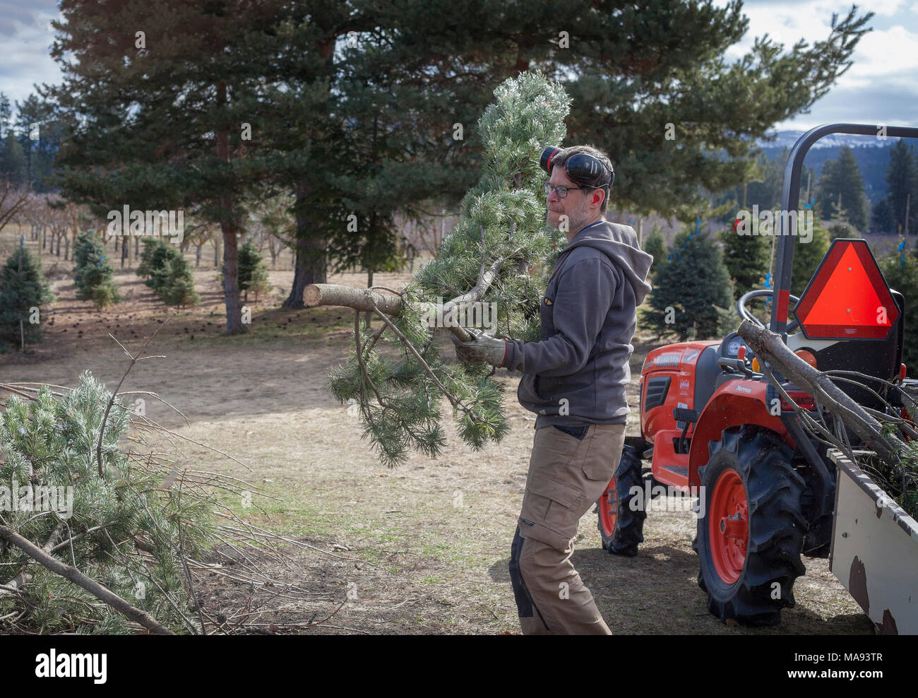 Farmer picking trees Kelowna BC Canada Stock Photo - Alamy
