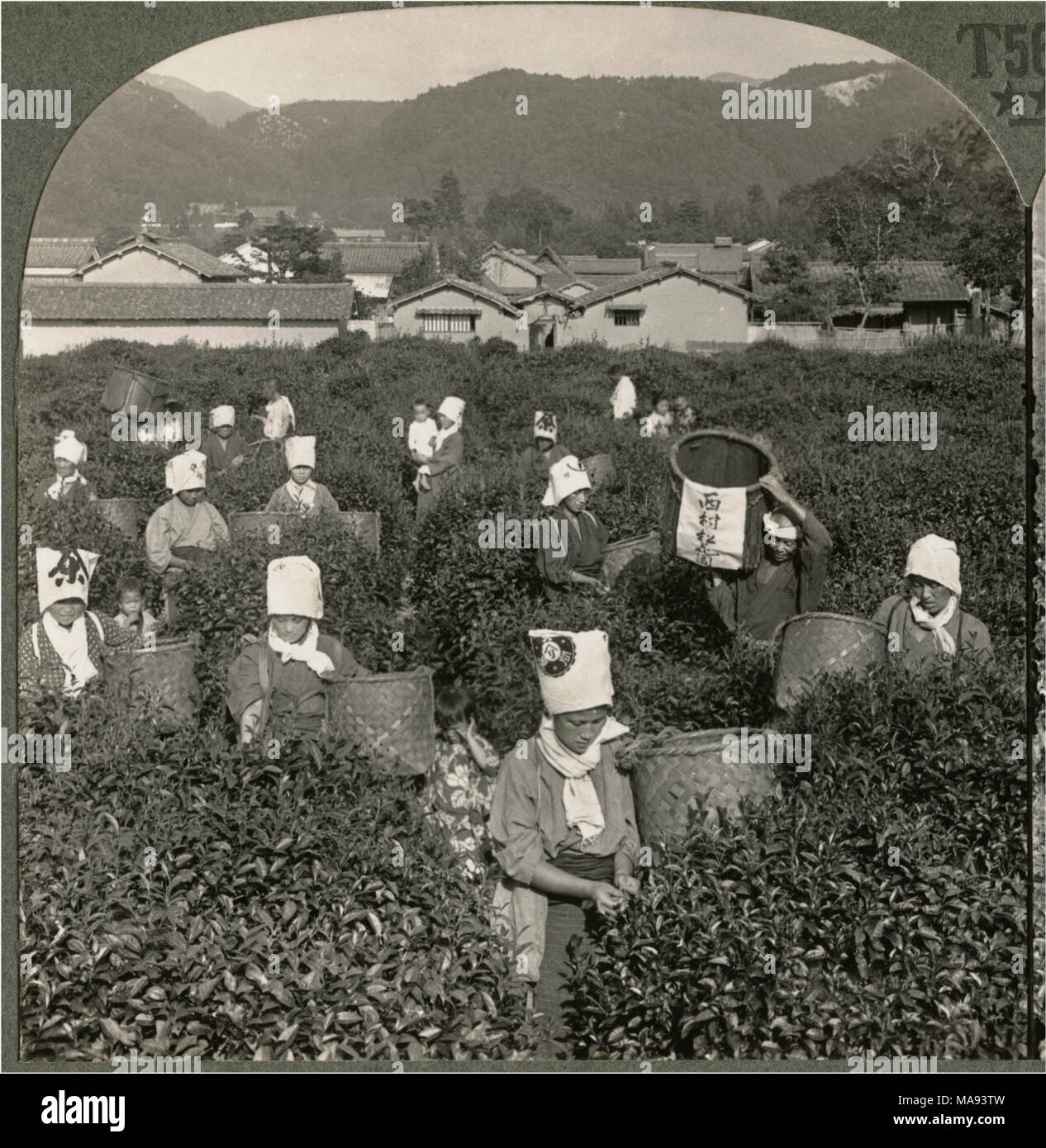 women, Japanese, occupations, agriculture, historical Stock Photo - Alamy