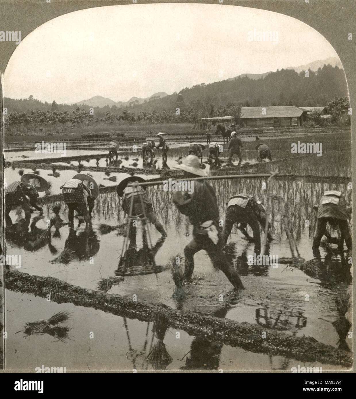 occupations, rice, farm, Japan, historical Stock Photo - Alamy