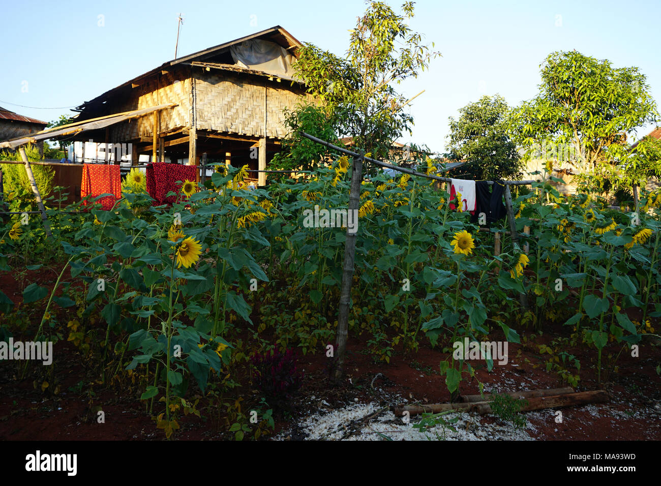 Vernacular village and house near Inle Lake in Shan State, Myanmar ...