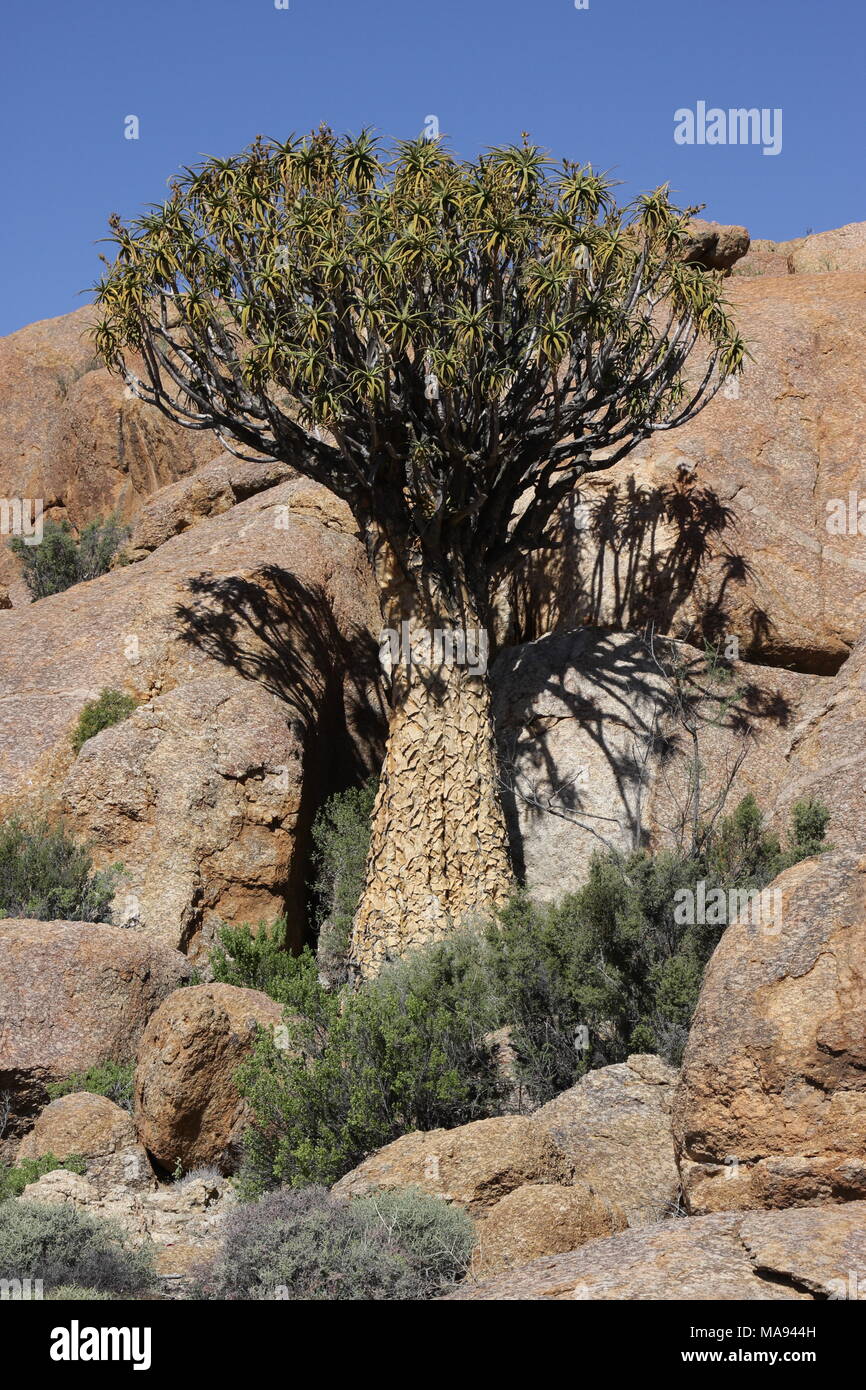 Xerophyte hi-res stock photography and images - Alamy