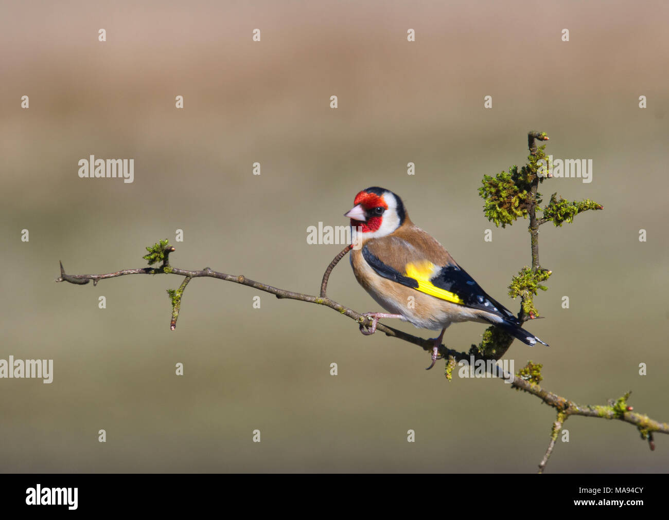 Eurasian goldfinches hi-res stock photography and images - Alamy